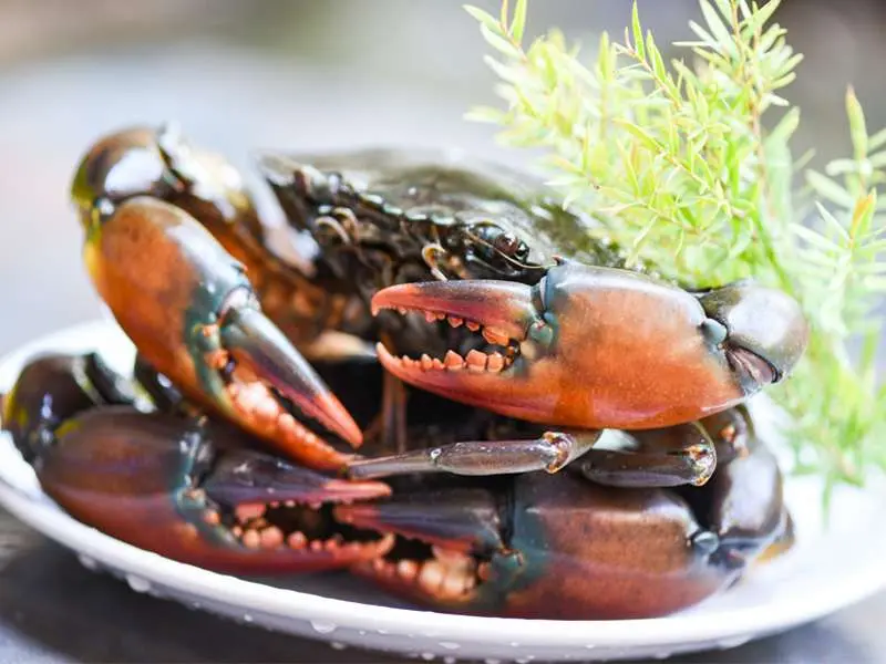 Blue Marine Agro | Premium Seafood from the Source